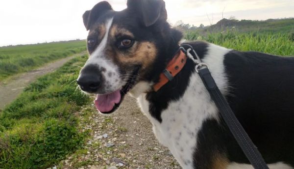 leo mix jack 10anni il cane che saliva sui treni e partiva!! cerca casa ...