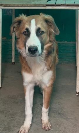 tobia 3anni cresce in box aiutiamolo! sicilia