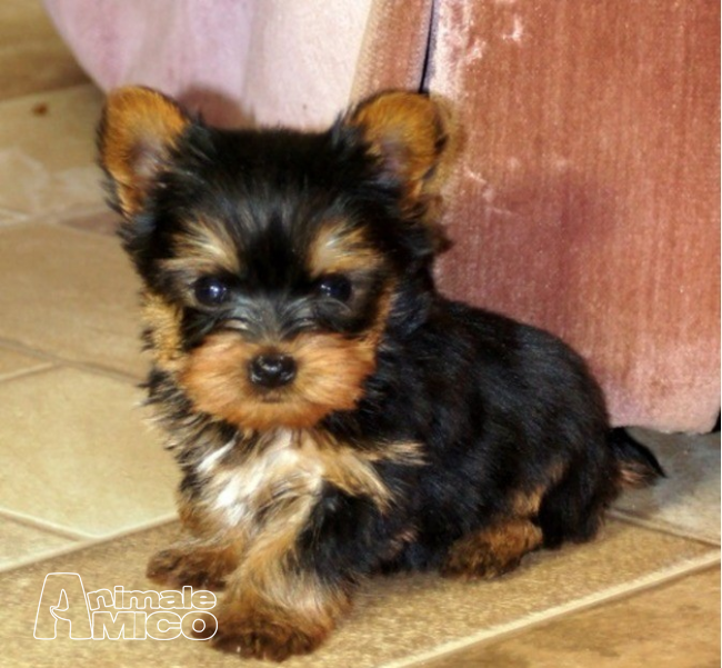 cuccioli di yorkshire mini toy fantastici e piccoli