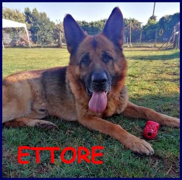 ettore pastore tedesco 9 anni muore il padrone e lui rimane abbandonato ...
