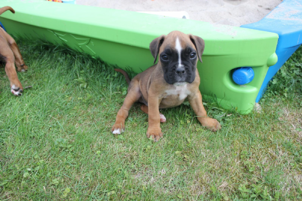 dolce cucciolo di boxer maschio tigrato