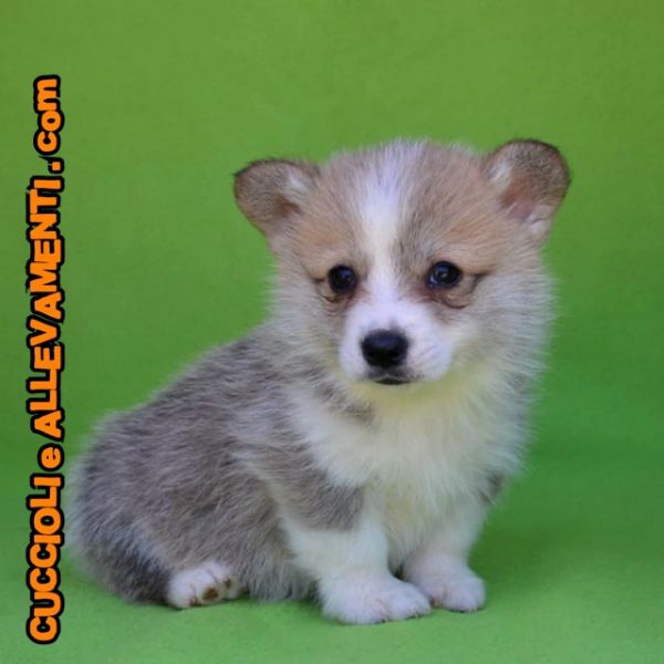welsh corgi pembroke cuccioli - allevamento ric. enci