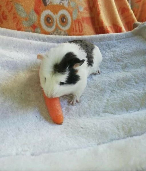 cuccioli cavie peruviane