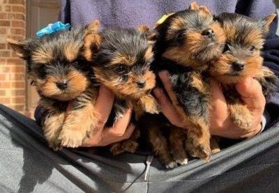 vendita cucciolo cuccioli di yorkshire mini toy fantastici e piccoli