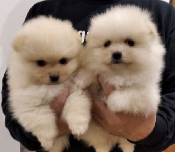 cucciolata spitz toy