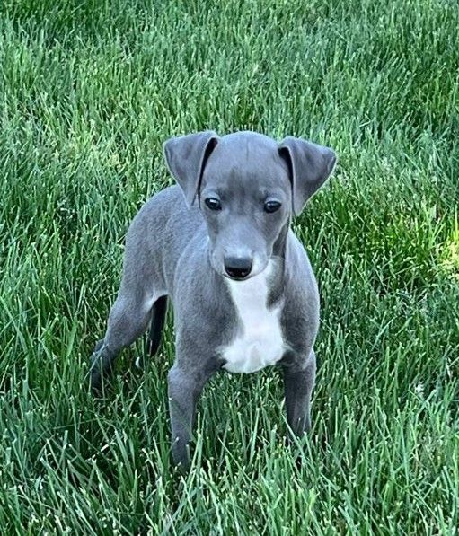 stupendi cuccioli levriero italiani