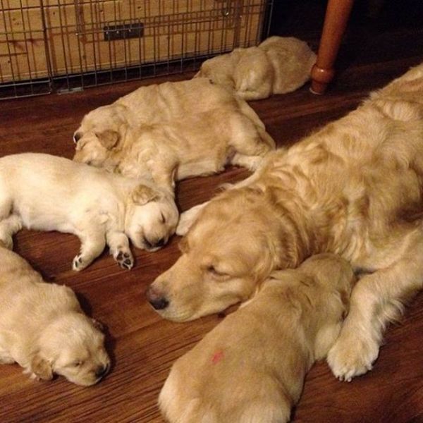 cuccioli di labrador retriever