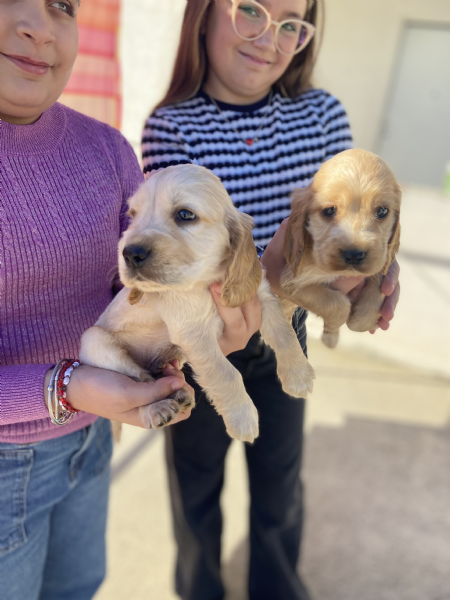 Cuccioli di cane razza cocker spaniel inglese