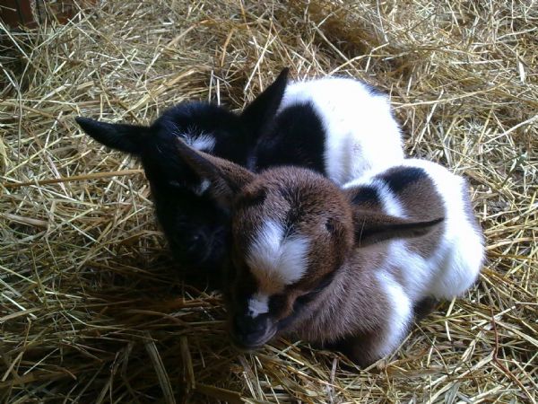 Capretta tibetana nana