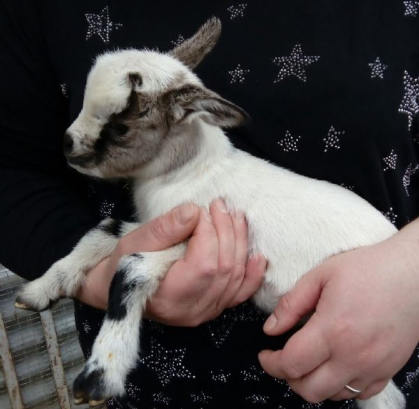 Capretta tibetana nana