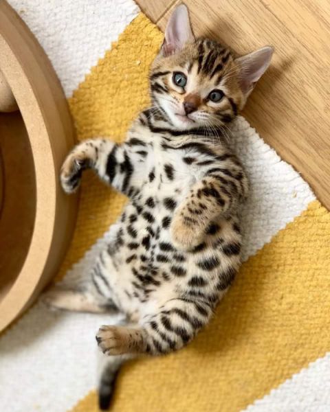 gatto del bengala