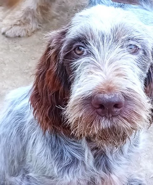 SAVERIO cucciolo mix Spinone Italiano MAGICO, 4 mesi