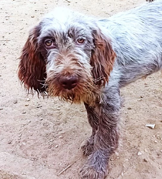SAVERIO cucciolo mix Spinone Italiano MAGICO, 4 mesi