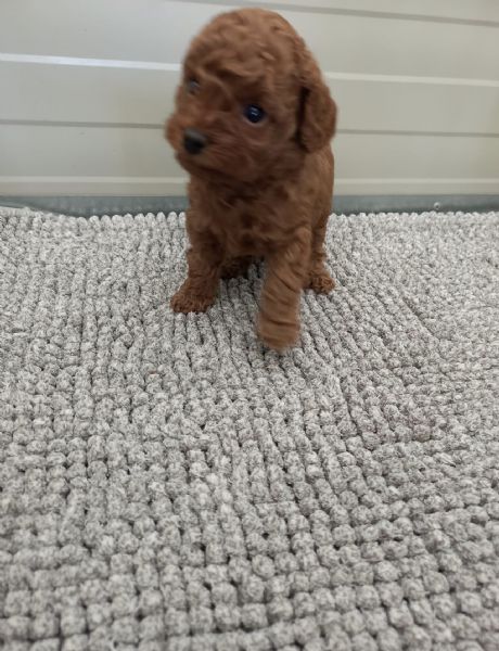 regalo barboncino toy disponibile