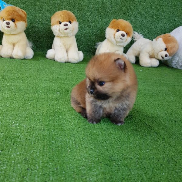 regalo volpino pomerania mini toy/