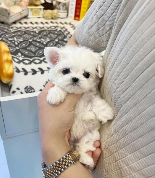 regalo maltese mini toy))