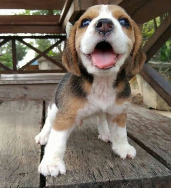 regalo cucciolo beagle......)))))))))