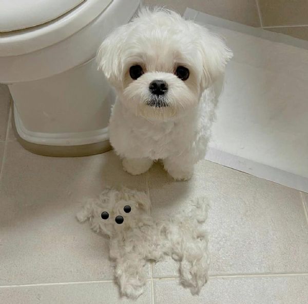 regalo maltese mini toy