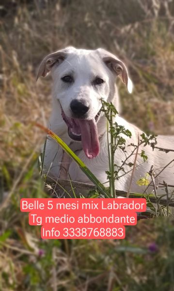 Belle cucciola di 5 mesi mix Labrador cerca casa