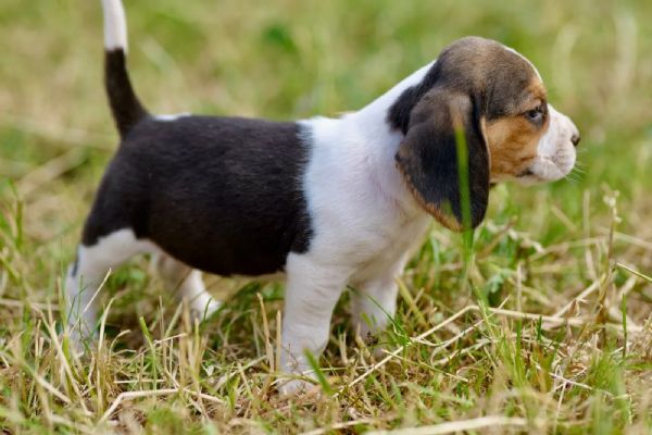 disponibili cuccioli di beagle