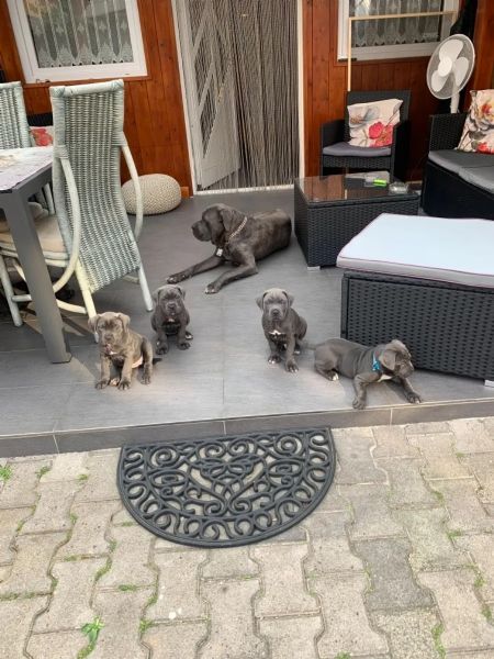 cane corso colore blu con pedigree