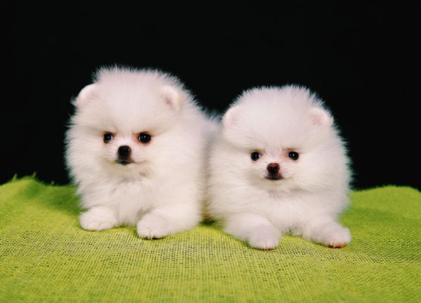 spitz di pomerania nano/bianco!!