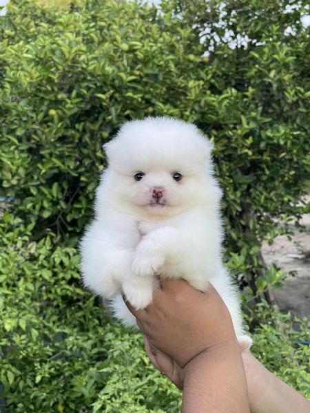 SPITZ DI POMERANIA NANO/BIANCO