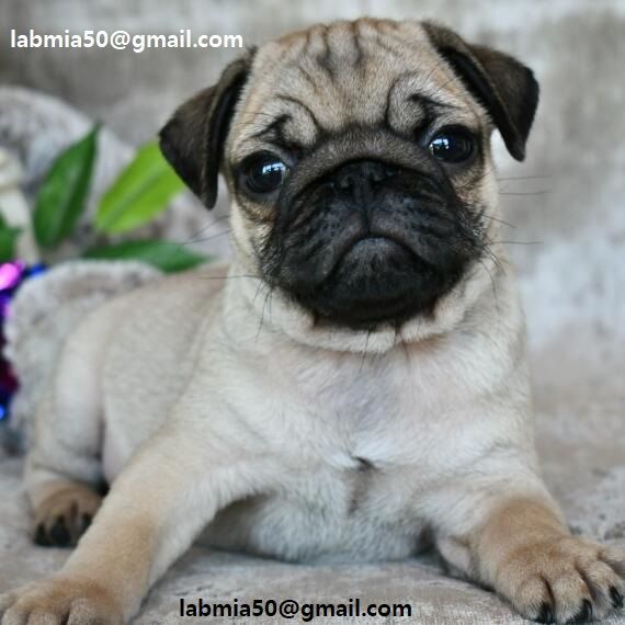 Carlino razza pura Disponibili bellisimi cuccioli di Carlino. Adatti ad ...