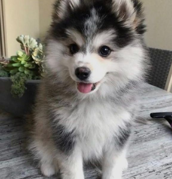 Regalo cuccioli Siberian Husky Maschio e Femmina Abbiamo disponibili ...