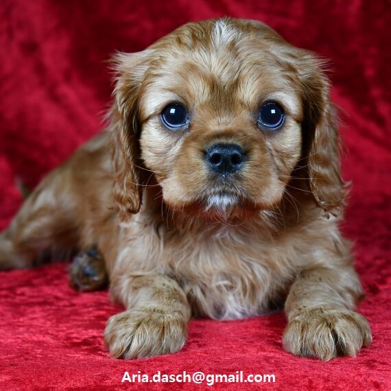Cavalier King con pedigree Disponibile splendida femmina e maschio di ...