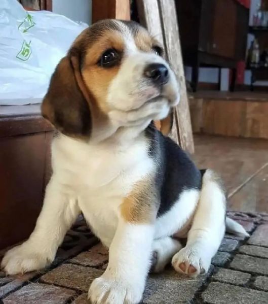 Disponibili adorabili cuccioli di Beagle tricolore (nero, marrone ...
