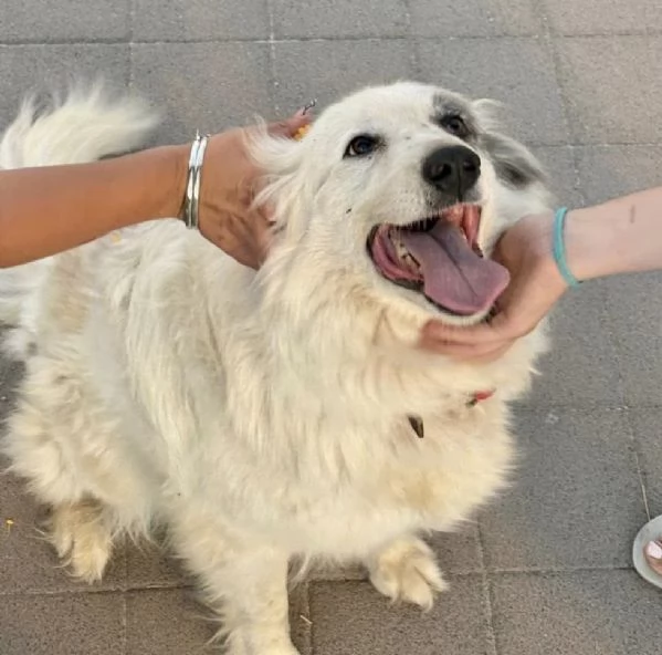 Titty e tony due splendidi angeli reclusi in box