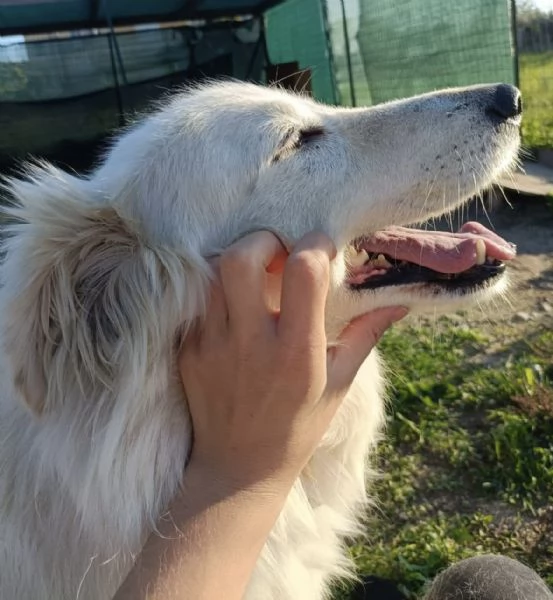 Titty e tony due splendidi angeli reclusi in box