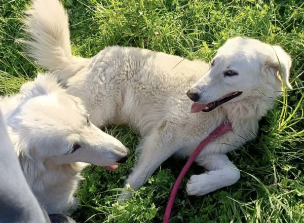 Titty e tony due splendidi angeli reclusi in box