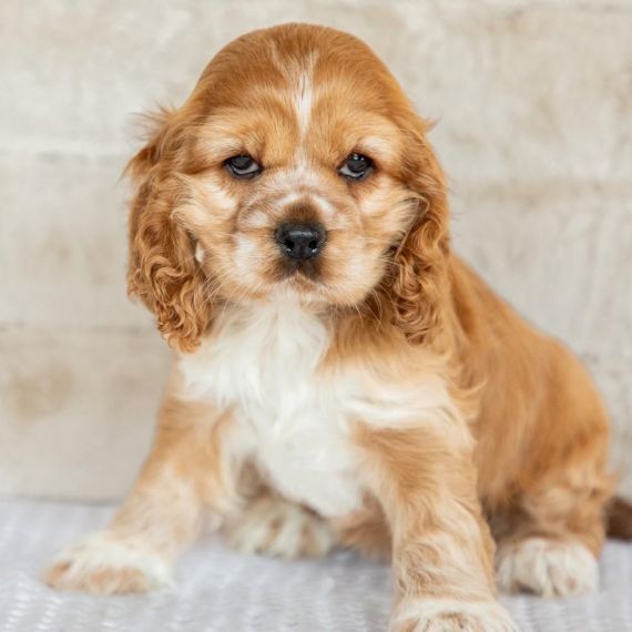 Regalo CUCCIOLI COCKER SPANIEL 1 maschio e 2 femmine .I cuccioli ...