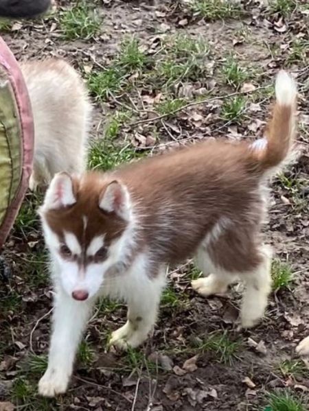 CUCCIOLI DI SIBERIAN HUSKY ALLEVATI CON AMORE per adozione