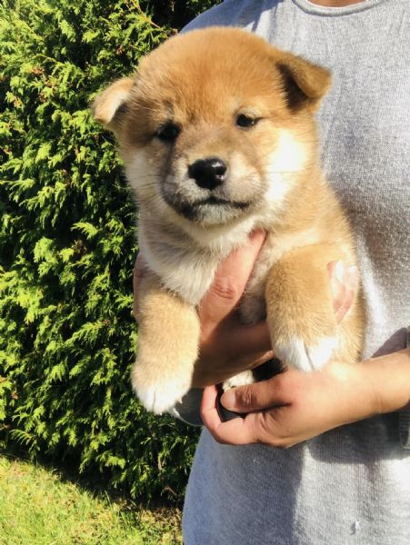 Disponibili due cucciole Shiba Inu