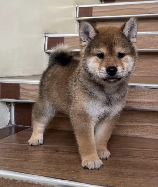 Shiba inu cuccioli