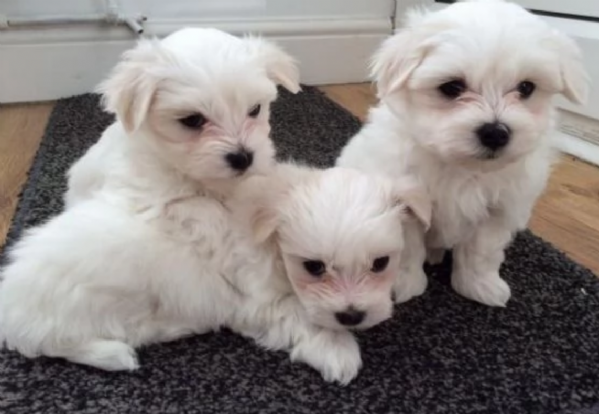 5 bellissimi cuccioli di bichon in adozione