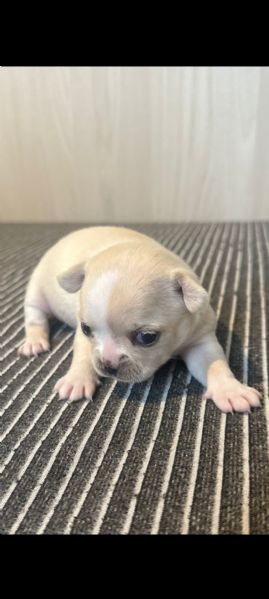 splendide cucciole di Chihuahua con pedigree ENCI