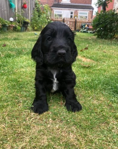 stupendi cuccioli cocker spaniel