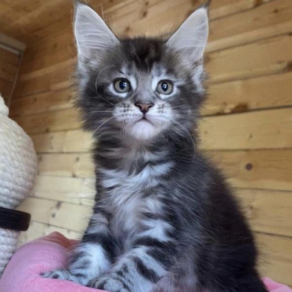Due Cuccioli Main Coon!!!