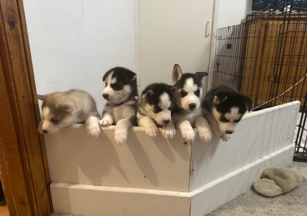 3 CUCCIOLI DI SIBERIAN HUSKY ALLEVATI CON AMORE per adozione