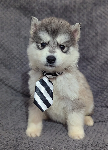 disponibili meravigliosi cuccioli di siberian husky