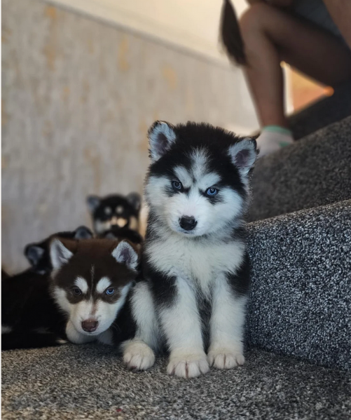 Dolcissimi cuccioli di siberian husky razza pura
