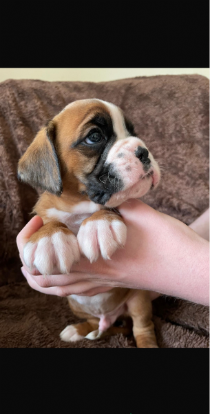 CUCCIOLI DI BOXER ALLEVATI CON AMORE per adozione