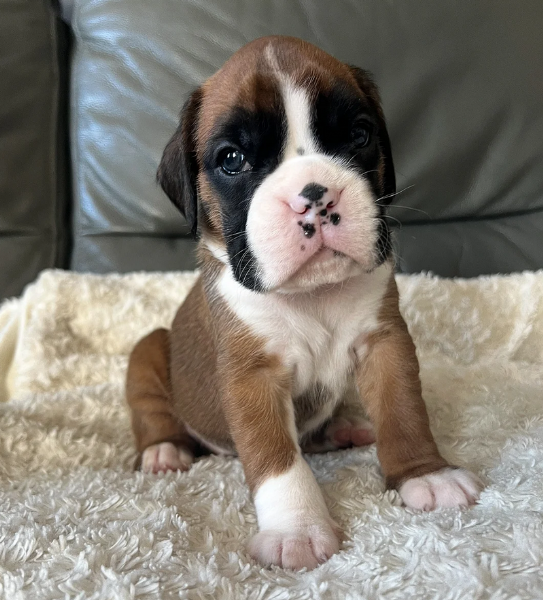 CUCCIOLI DI BOXER ALLEVATI CON AMORE per adozione