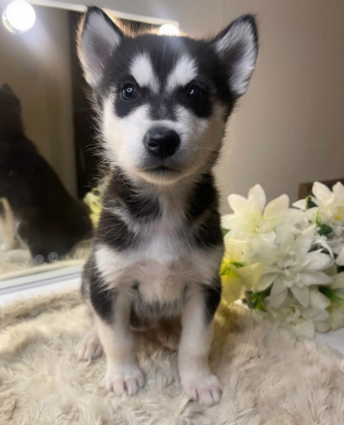 fantastici cuccioli di siberian husky per ladozione