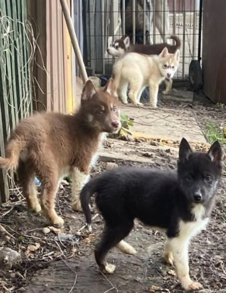 fantastici cuccioli di siberian husky per ladozione