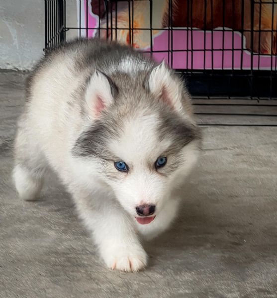 Maschio e Femmina di Husky Siberiano – Cuccioli in Cerca di Casa!!!